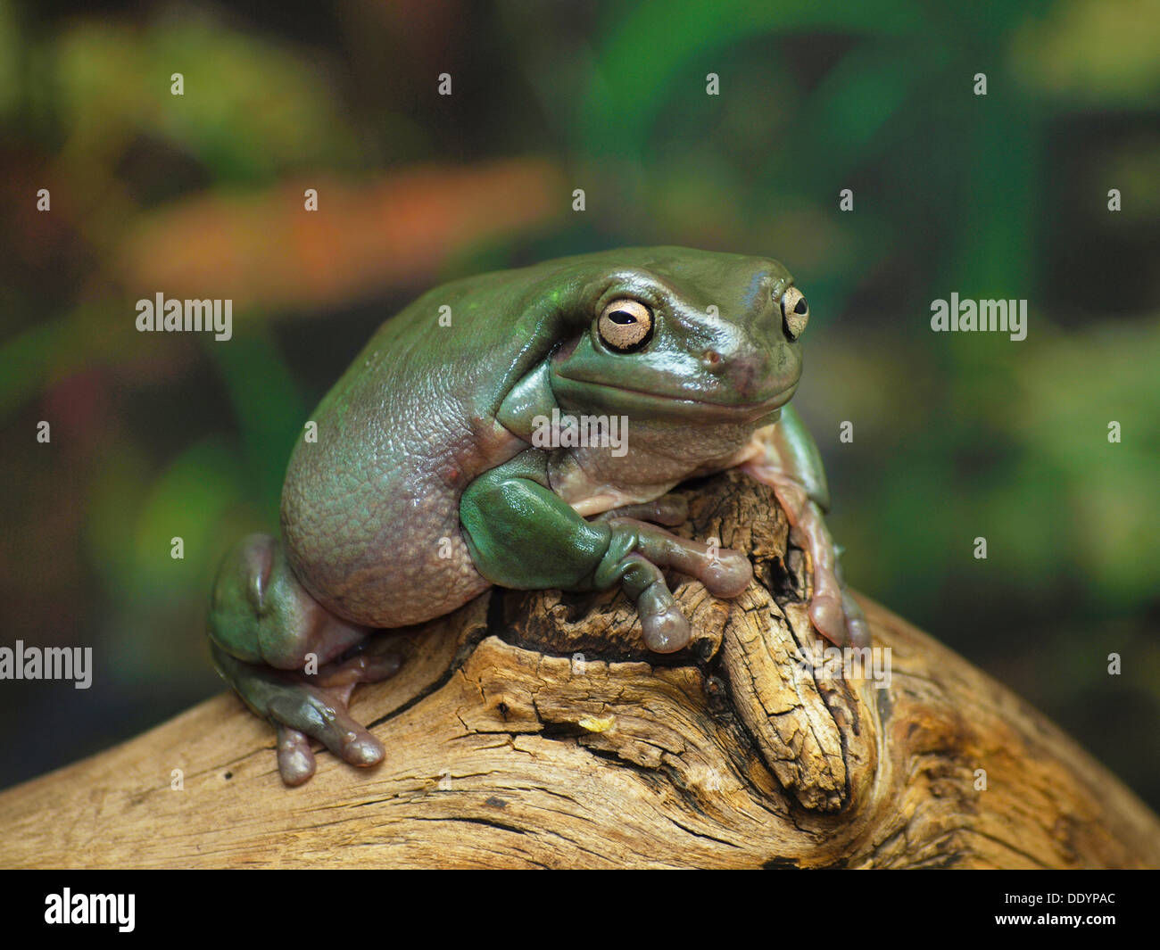 White's Dumpy Tree Frog on a branch Stock Photo - Alamy