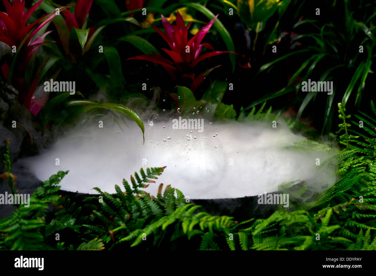 plants around water steam Stock Photo - Alamy