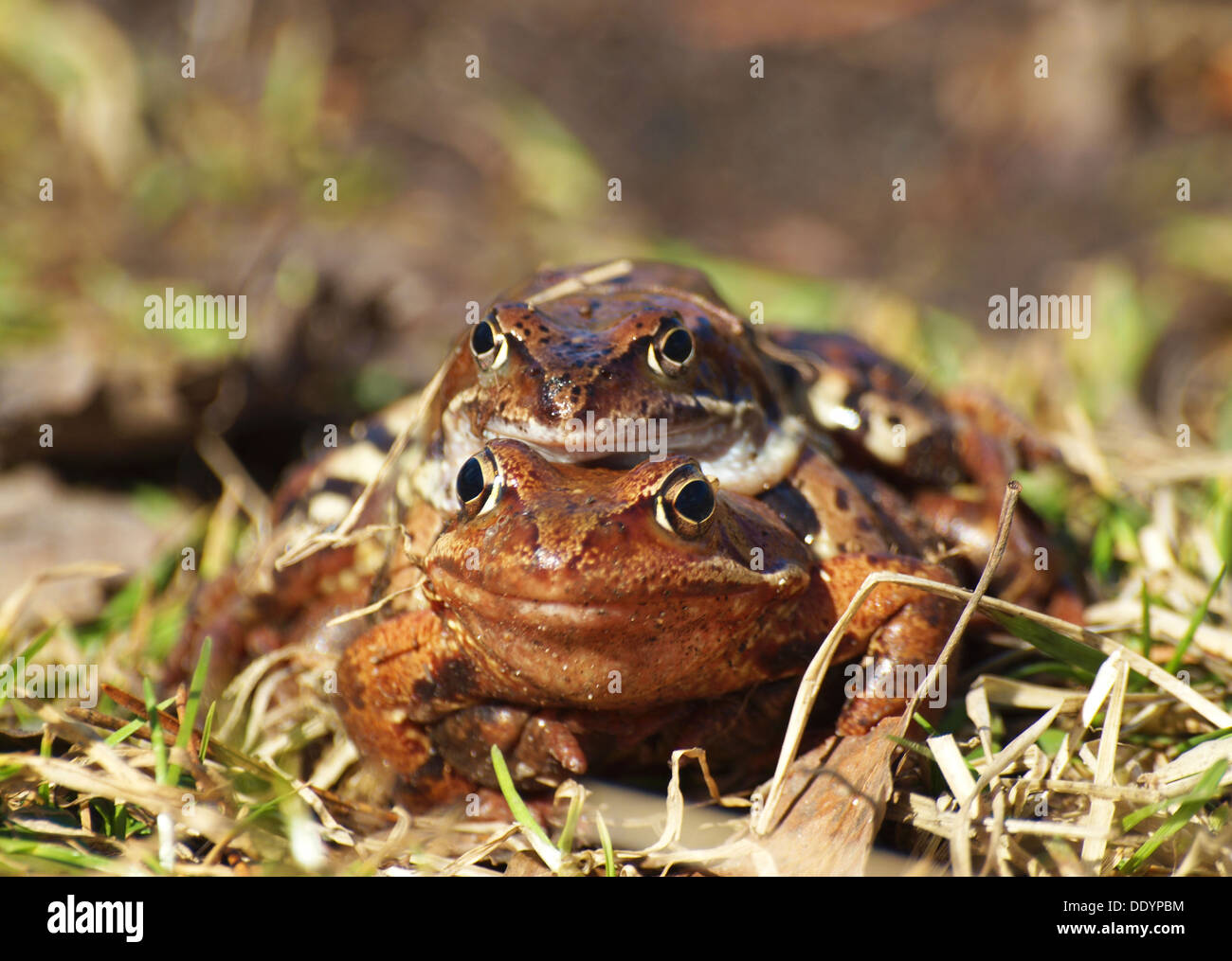 Frogs of russia hi-res stock photography and images - Alamy