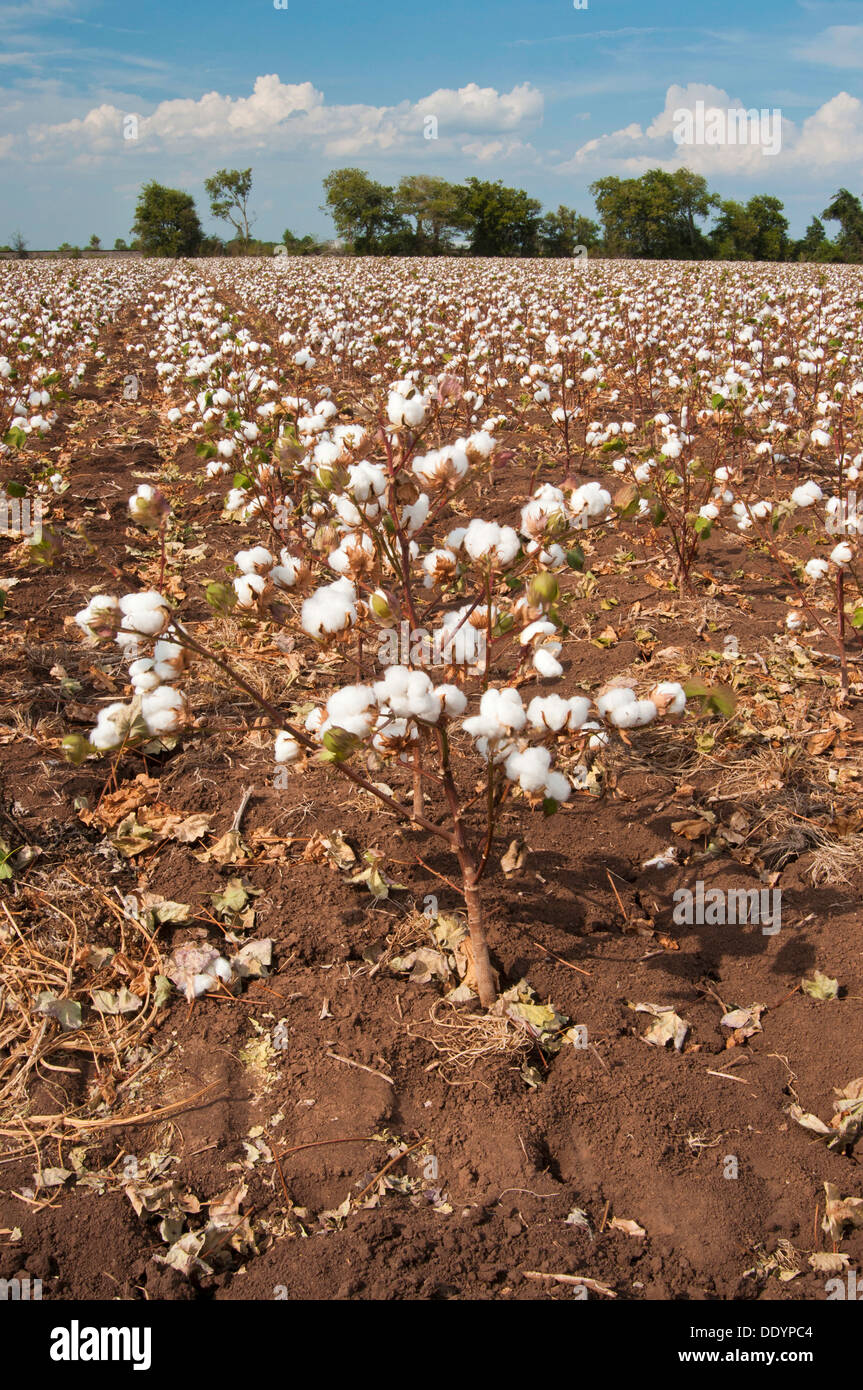 Cotton production texas hi-res stock photography and images - Alamy