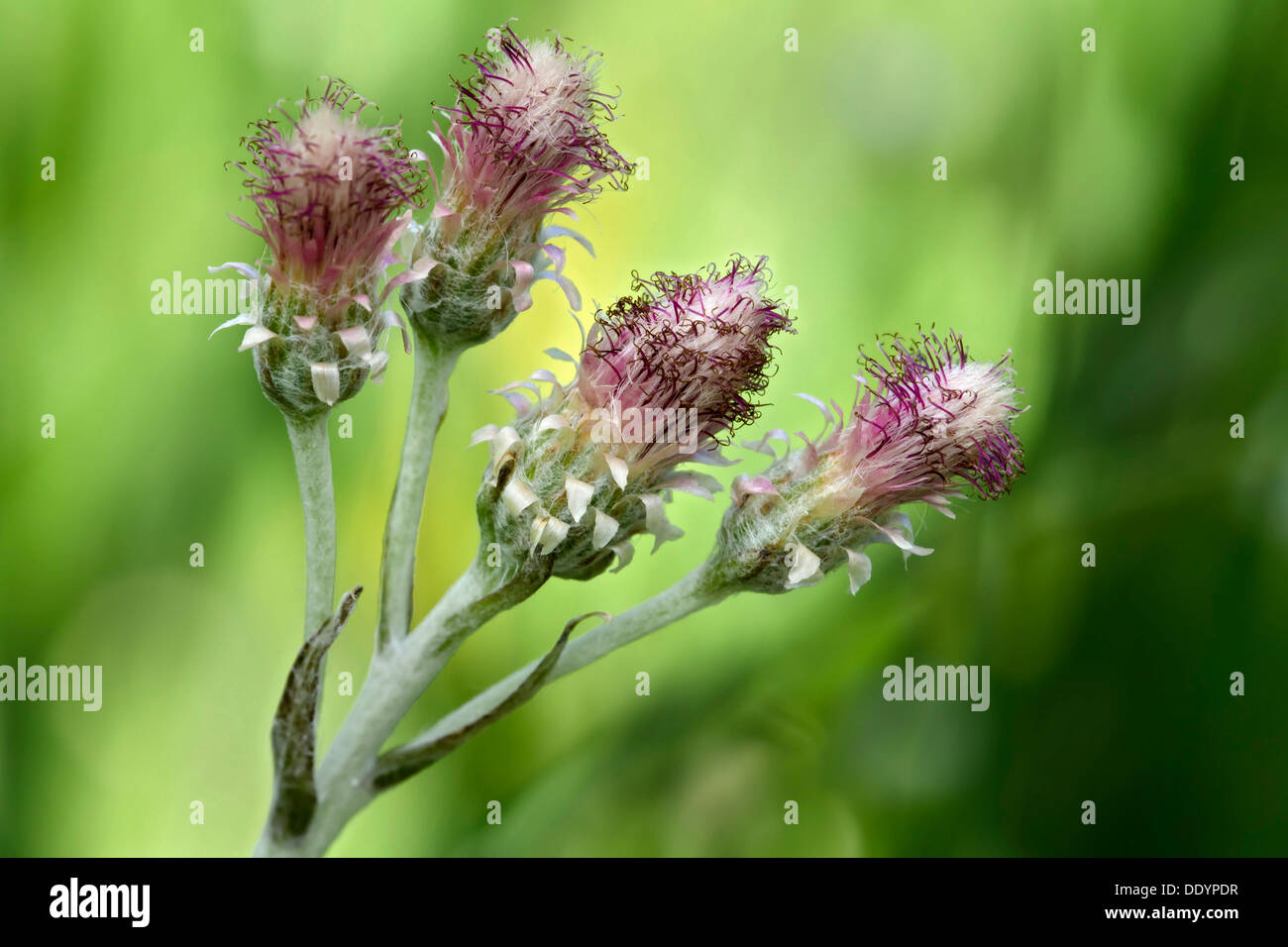 Stoloniferous pussytoes antennaria dioica hi-res stock photography and ...