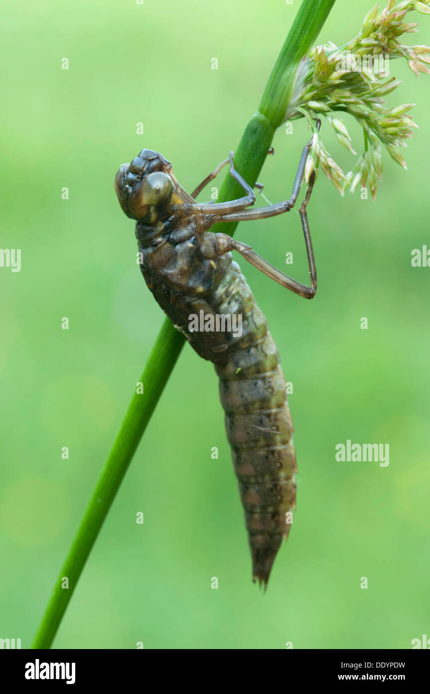 Eclosing of larva hi-res stock photography and images - Alamy