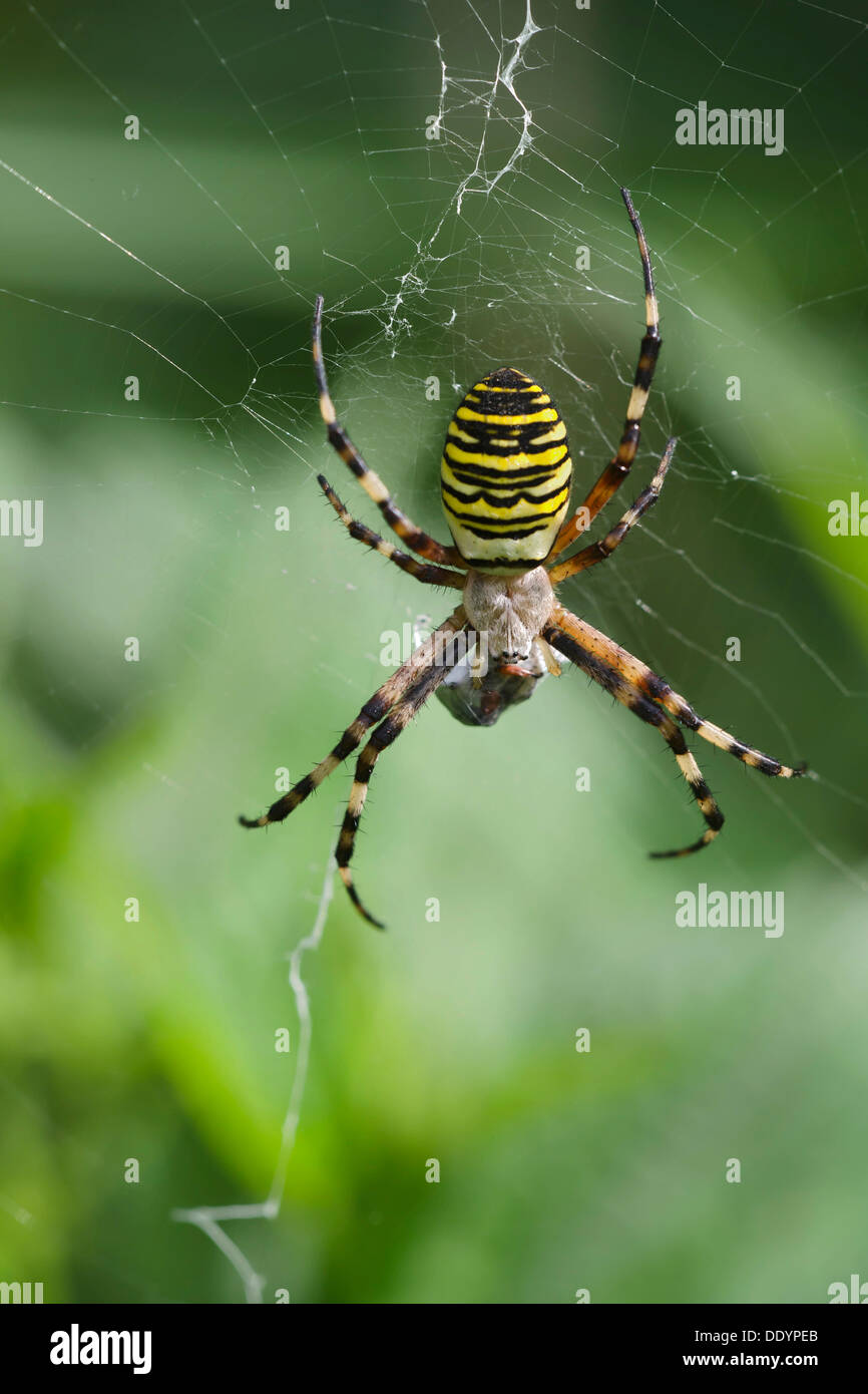 Wasp spider (Argiope bruennichi), Loar, Kramsach, Tyrol, Austria ...