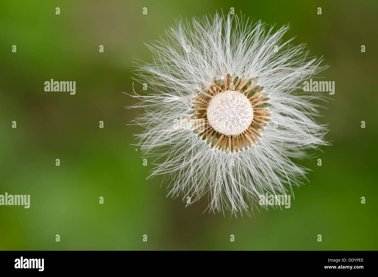 Coltsfoot (Tussilago farfara), fruit stand, Kramsach, Tyrol, Austria ...
