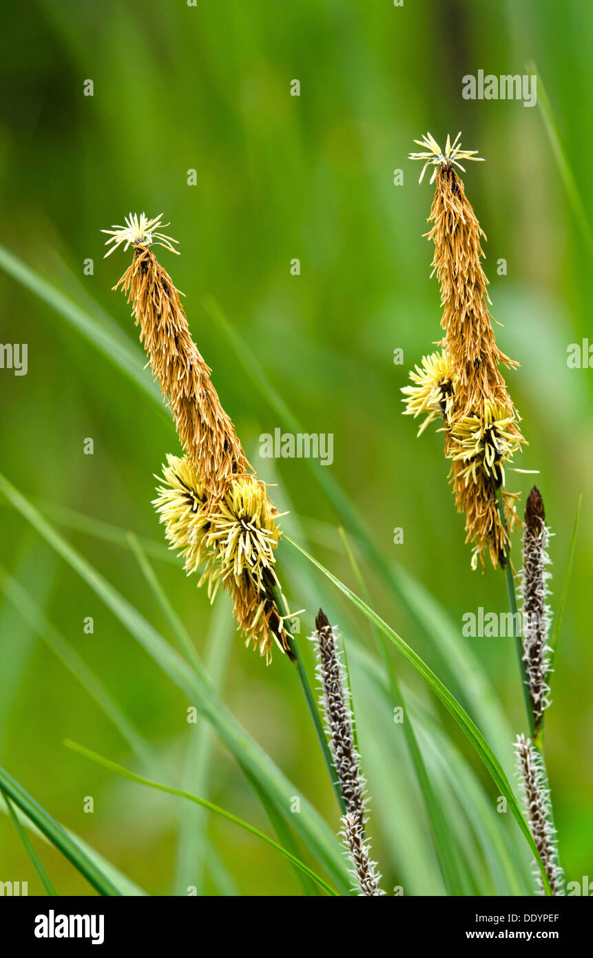 Lesser pond sedge (Carex acutiformis), Stans, Tyrol, Austria, Europe ...