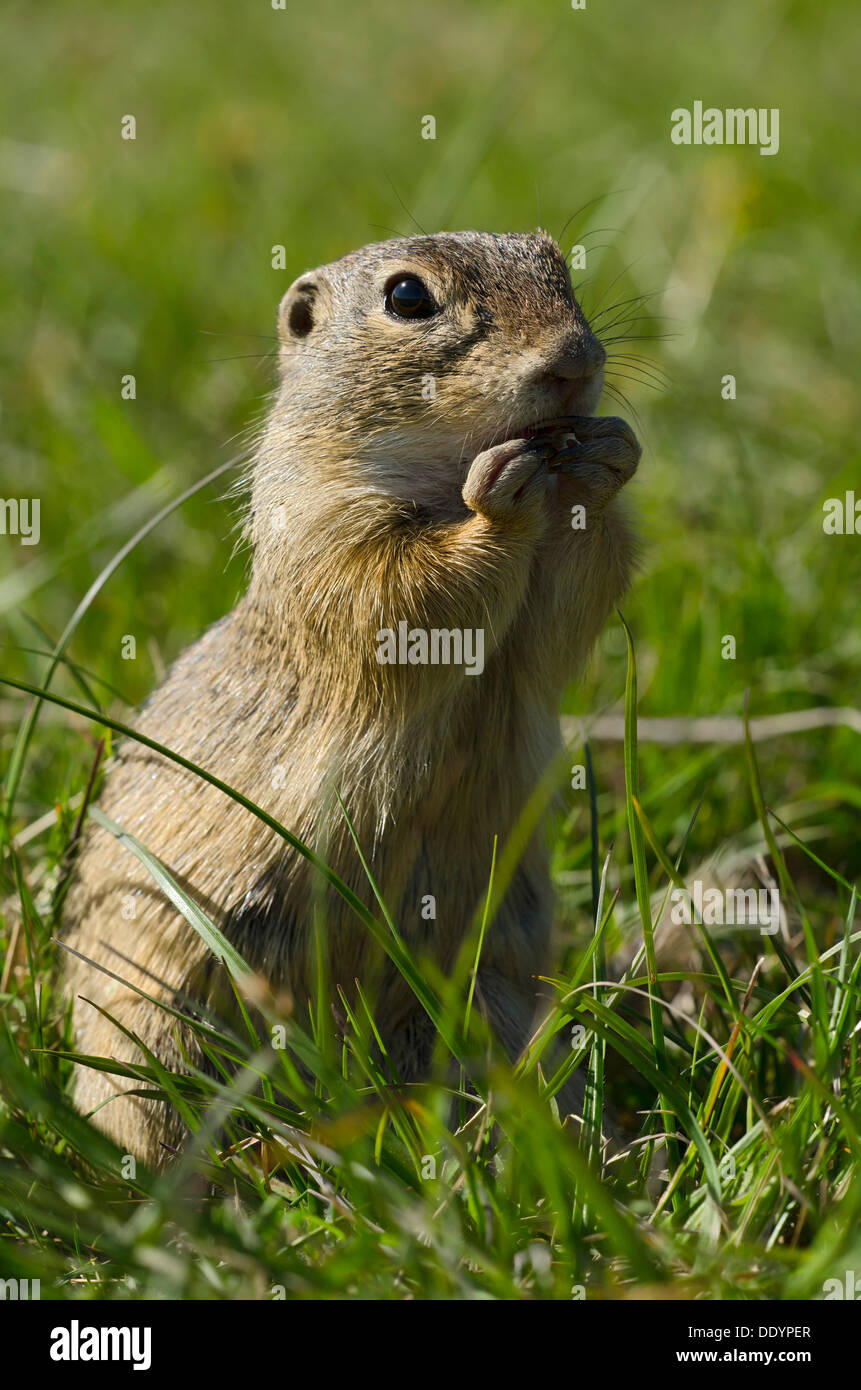 Ground squirrel (Citellus citellus), Perchtoldsdorfer Heide heath ...