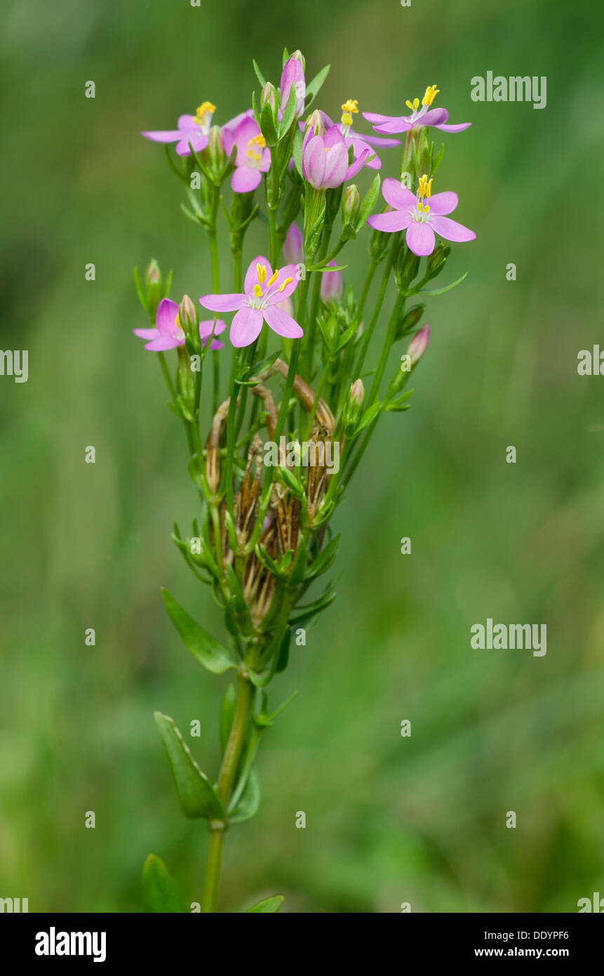 Common Centaury or European Centaury (Centaurium erythraea Stock Photo ...