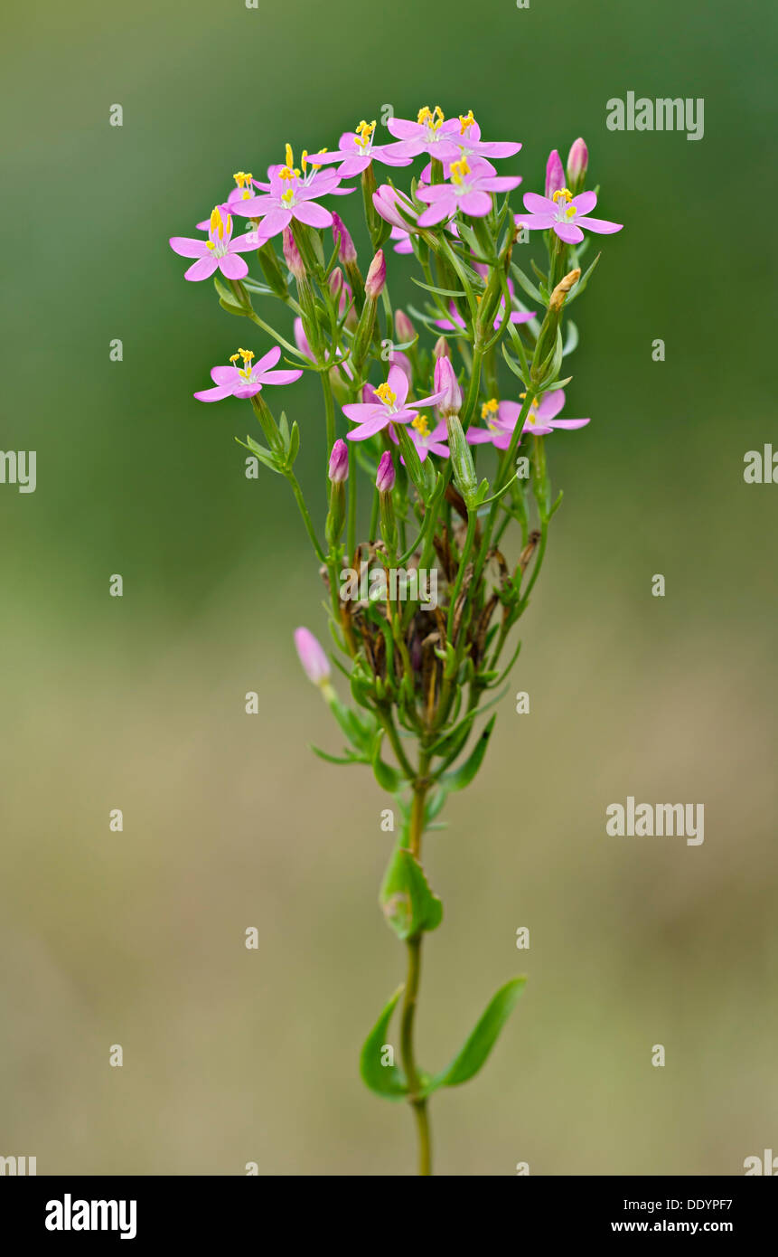 Common Centaury or European Centaury (Centaurium erythraea Stock Photo ...
