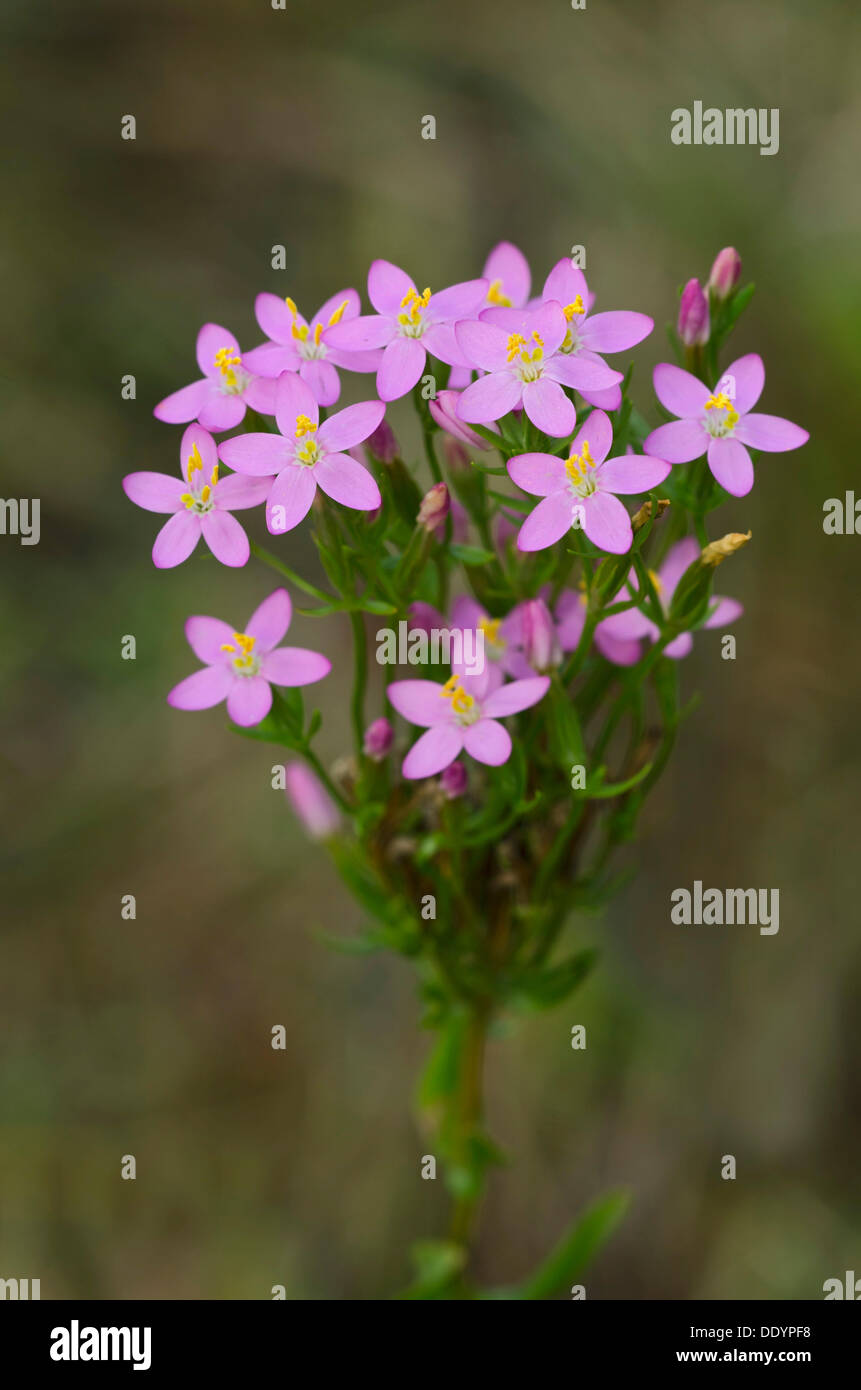 Common Centaury or European Centaury (Centaurium erythraea Stock Photo ...