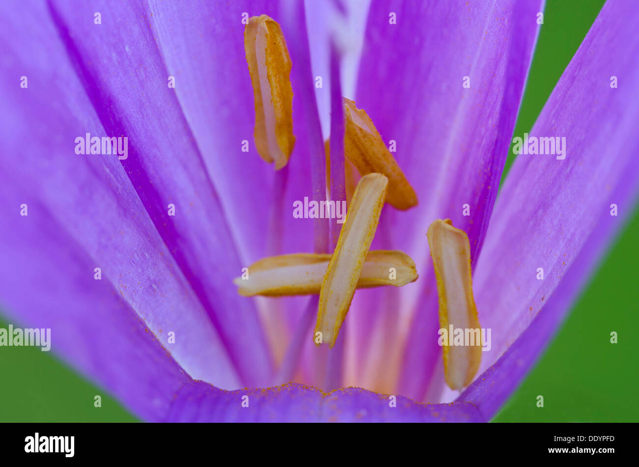 Autumn Crocus (Colchicum autumnale Stock Photo - Alamy