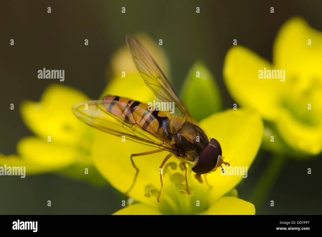 Marmalade Hoverfly (Episyrphus balteatus), male Stock Photo - Alamy