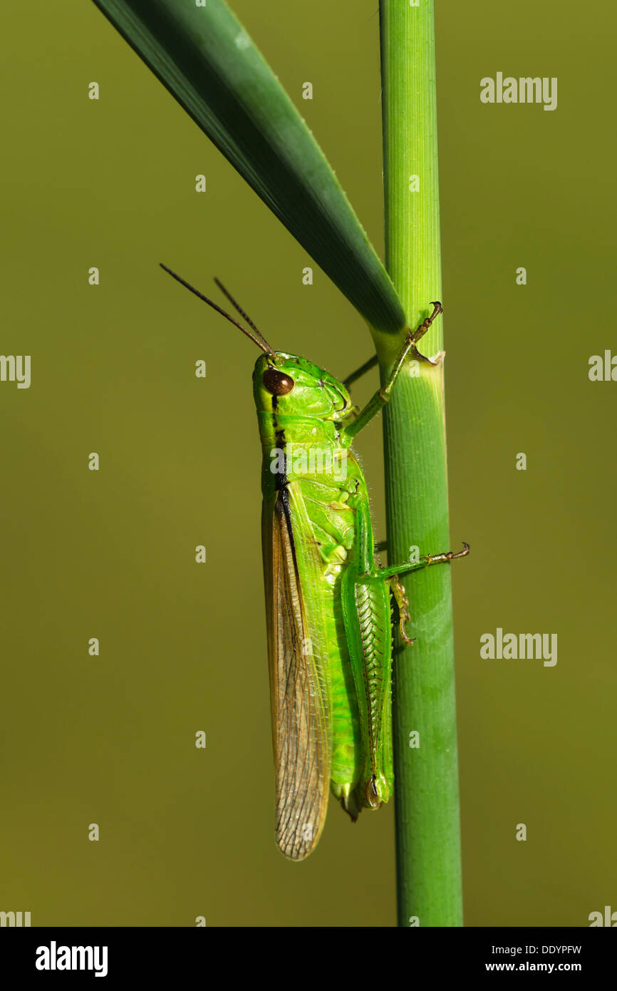 Green Grasshopper Wings