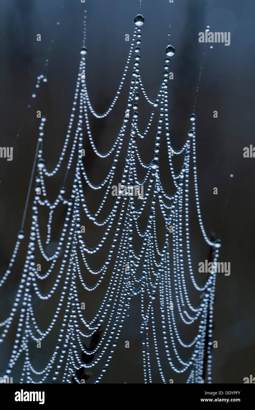 Spider web with dew drops Stock Photo - Alamy