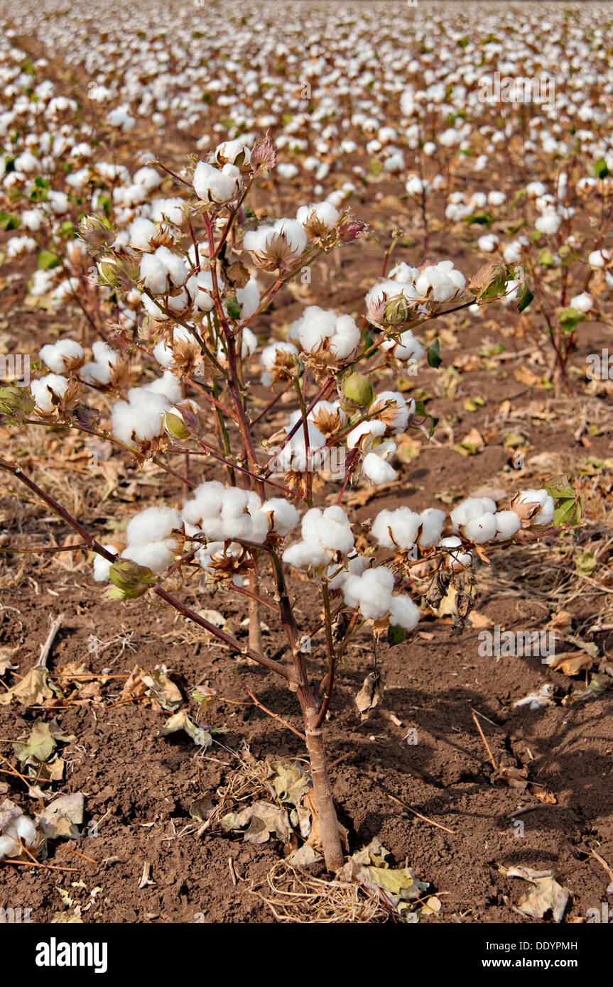 Texas cotton farm hi-res stock photography and images - Alamy