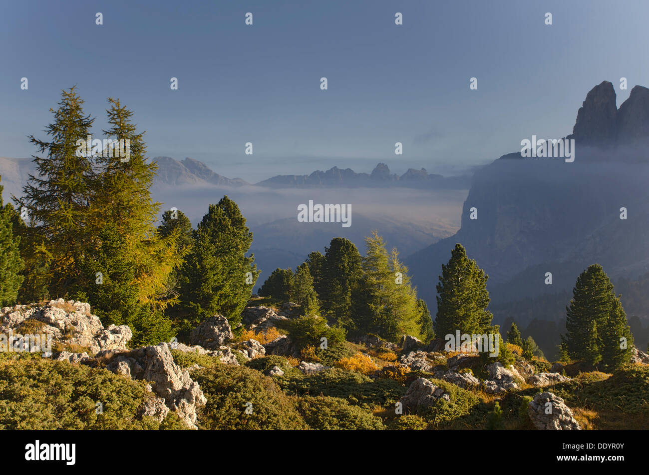 Mixed forest at Passo Sella, Città dei Sassi, Stone Town, towards Passo ...