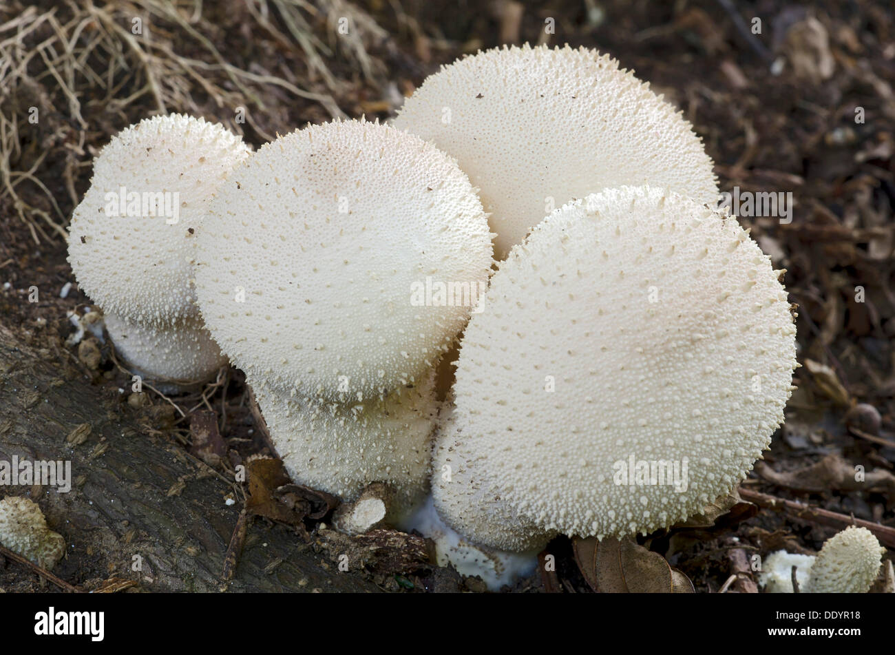 Common puffball, warted puffball, gem-studded puffball or the devil's ...