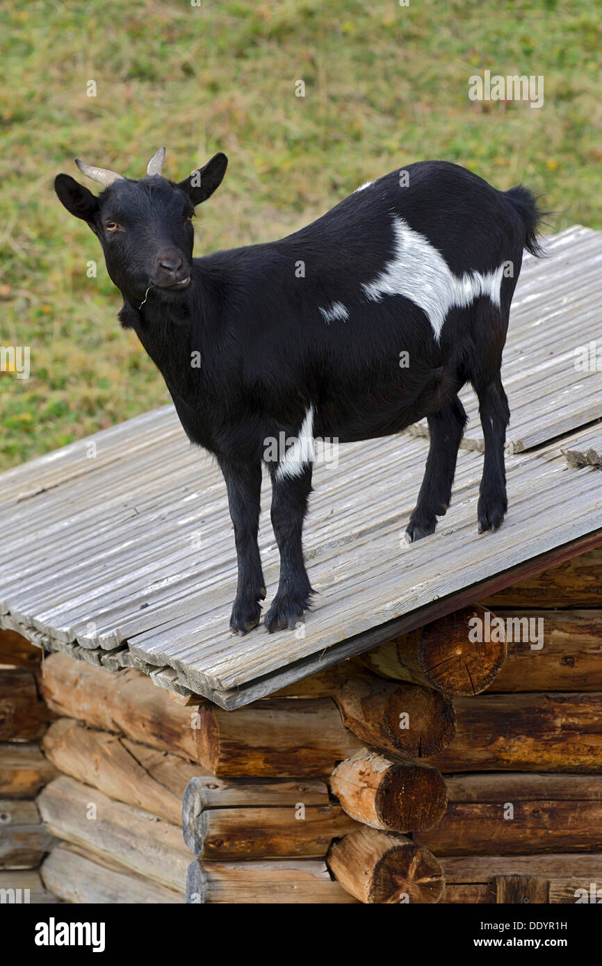 Goat cabins hi-res stock photography and images - Alamy