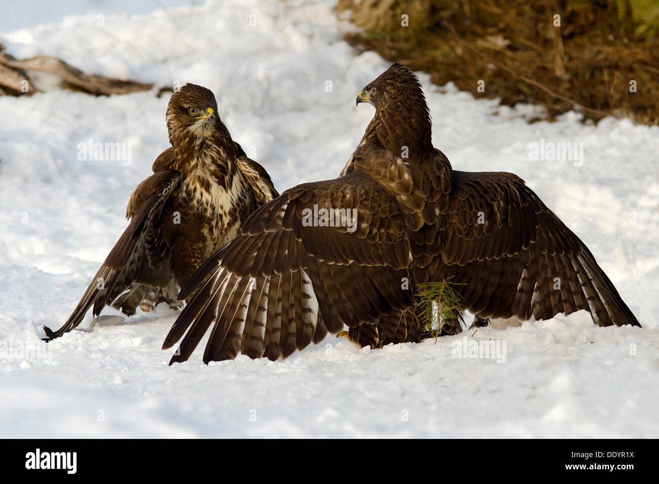 Two buzzards hi-res stock photography and images - Alamy