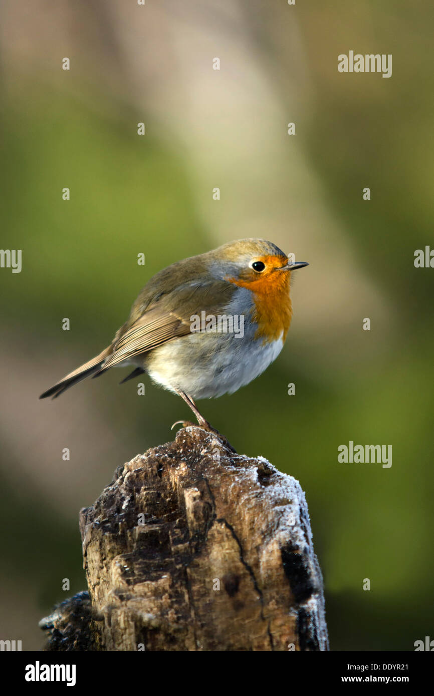 Robin on perch hi-res stock photography and images - Alamy