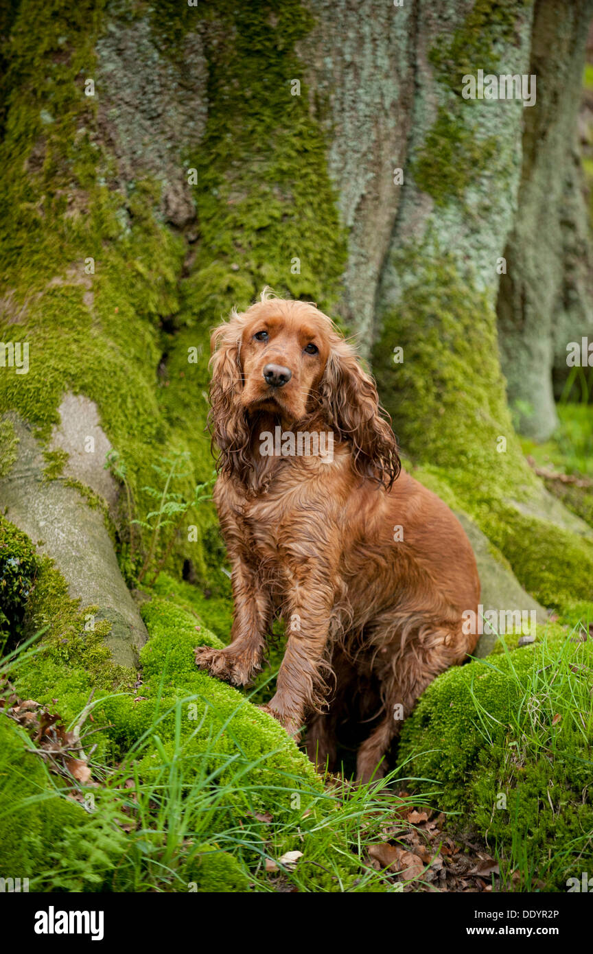Cocker spaniel sitting hi-res stock photography and images - Alamy