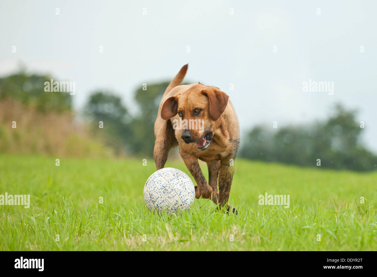 Animals playing football hi-res stock photography and images - Alamy