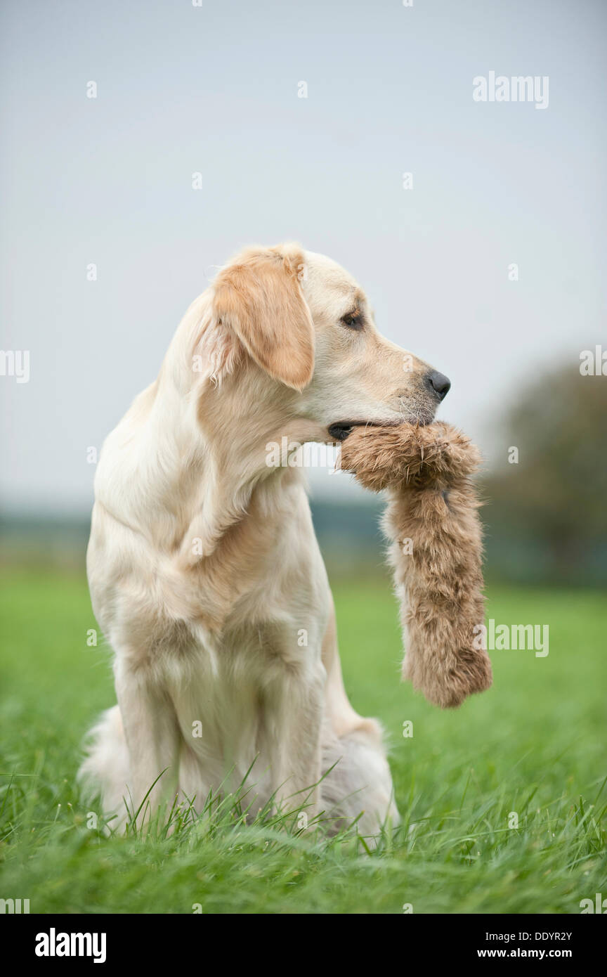 Golden Retriever fetching a fur dummy Stock Photo - Alamy
