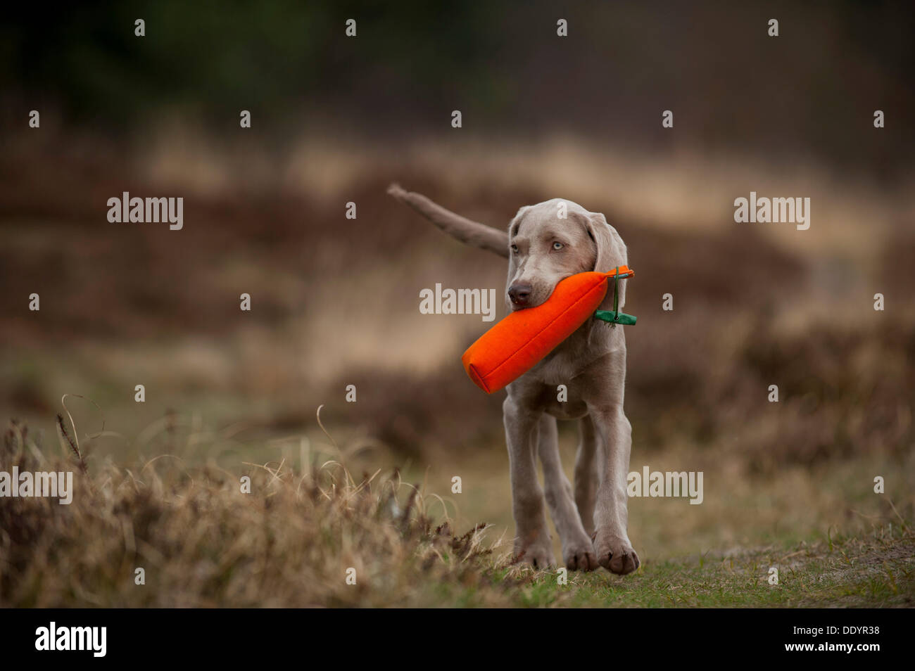 Weimaraner fetching a dummy, hunting dog training Stock Photo - Alamy