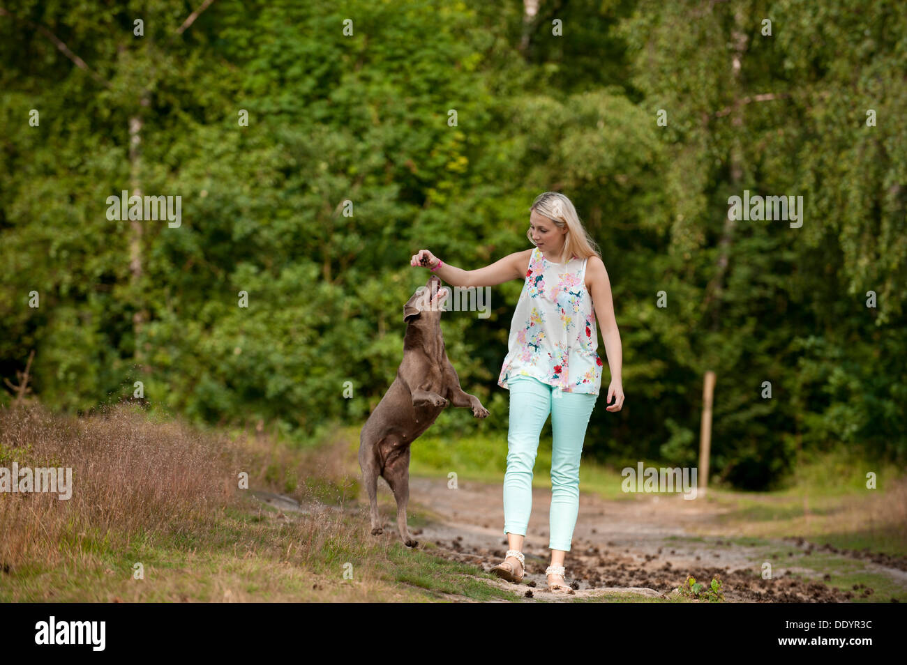 Labrador retriever out water hi-res stock photography and images - Alamy
