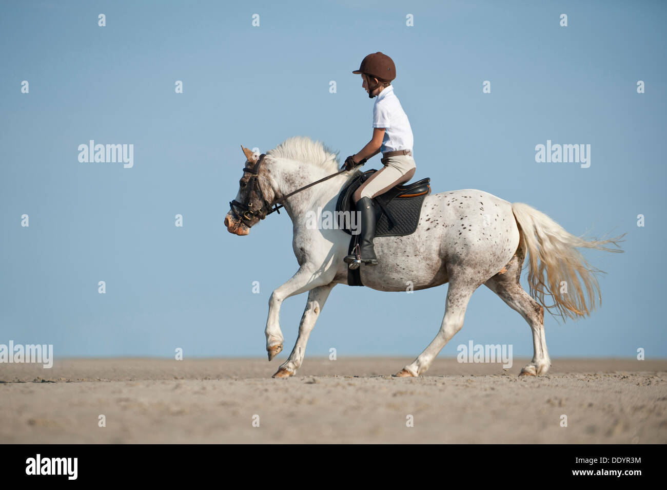 Blue peter animals hi-res stock photography and images - Alamy