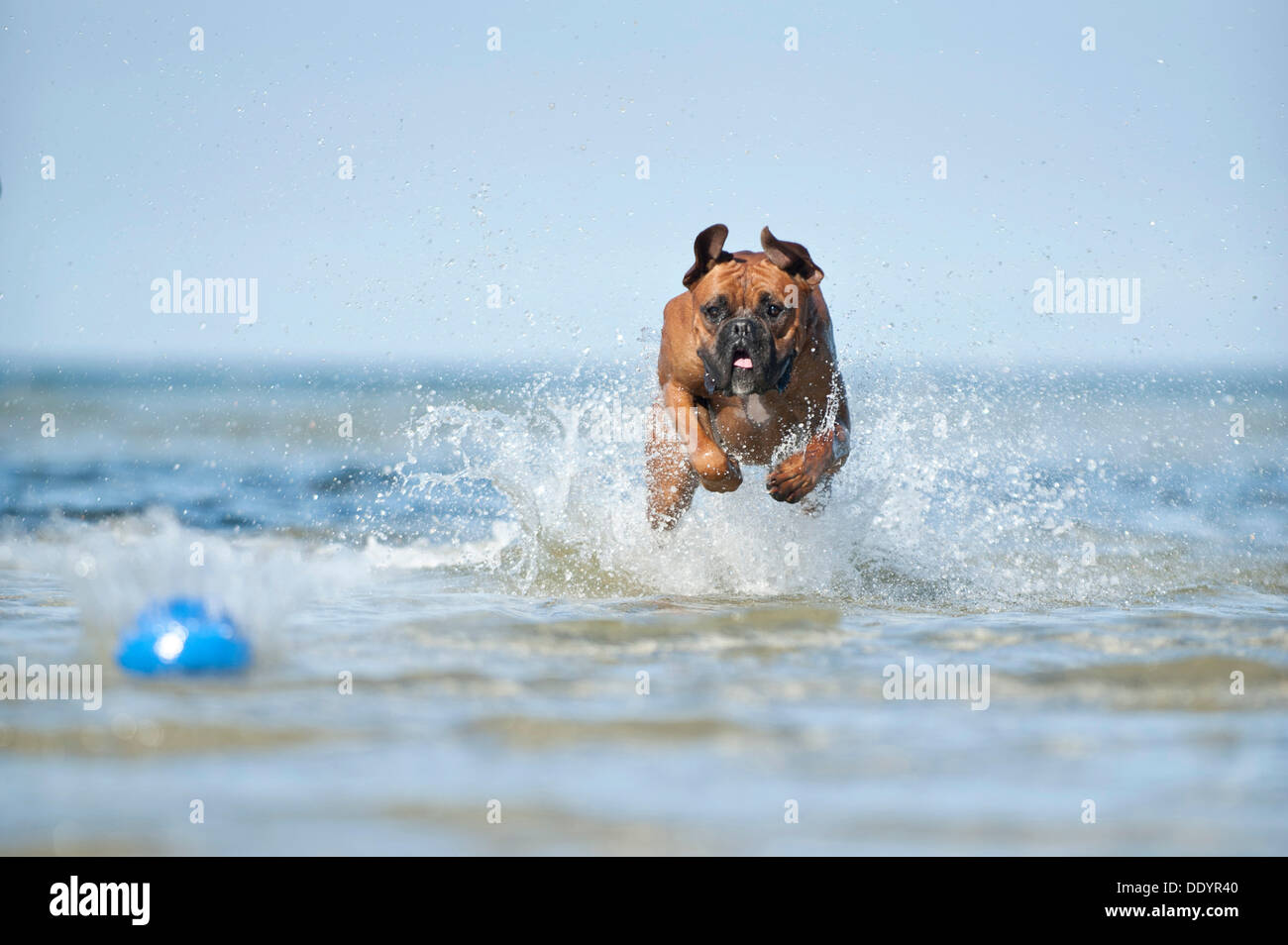 Boxer playing in the water with a ball Stock Photo - Alamy