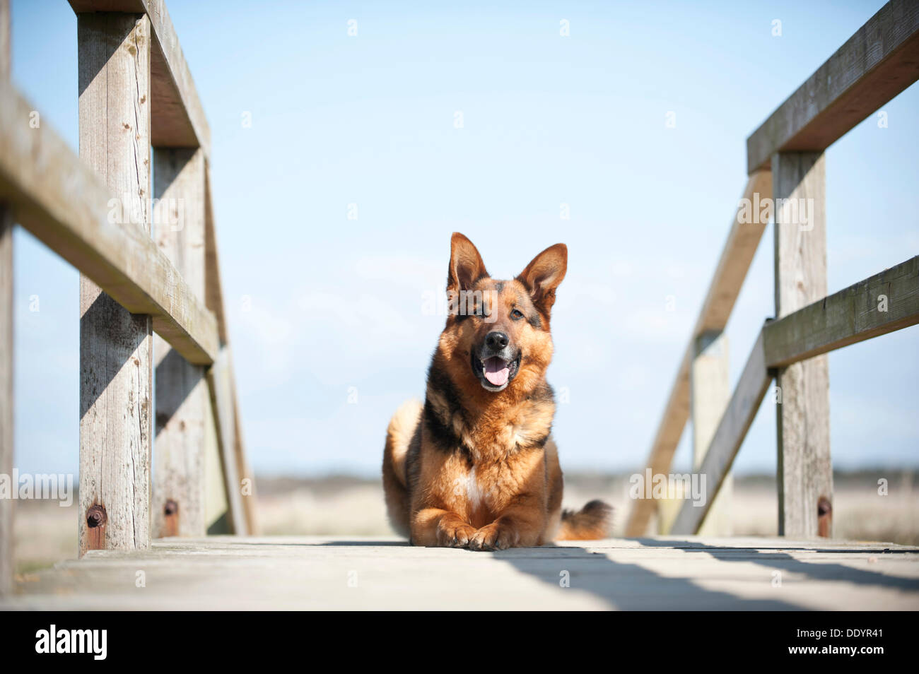 German Shepherd lying on a bridge Stock Photo - Alamy