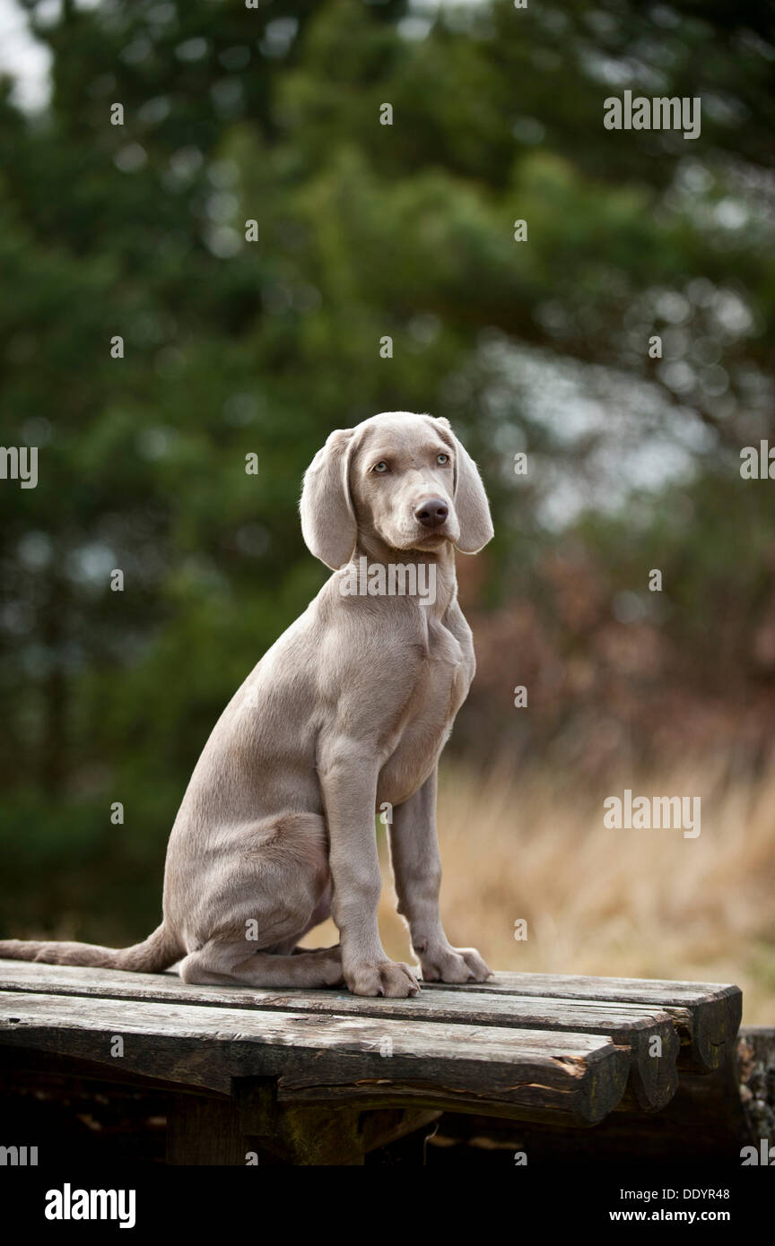 Weimaraner sit sits hi-res stock photography and images - Alamy