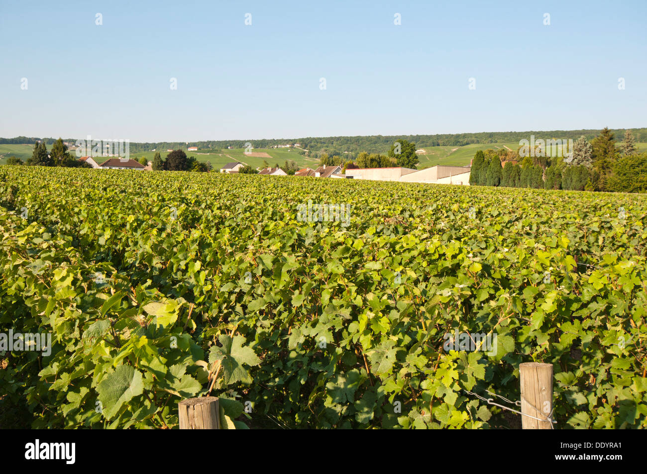 Dizy champagne hi-res stock photography and images - Alamy