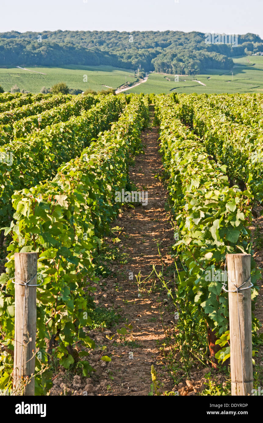 Dizy champagne hi-res stock photography and images - Alamy