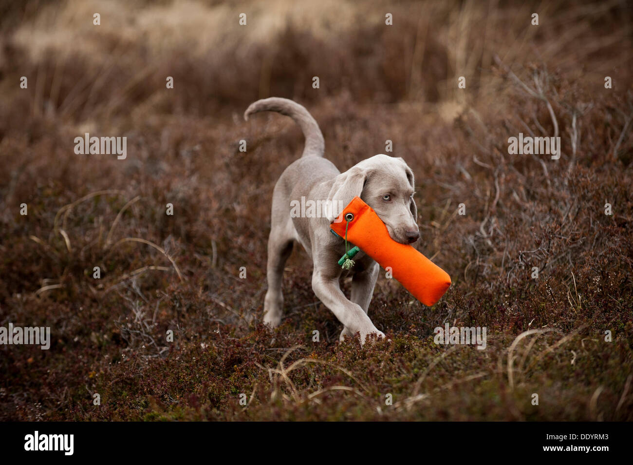 Weimaraner puppy retrieving a dummy Stock Photo - Alamy