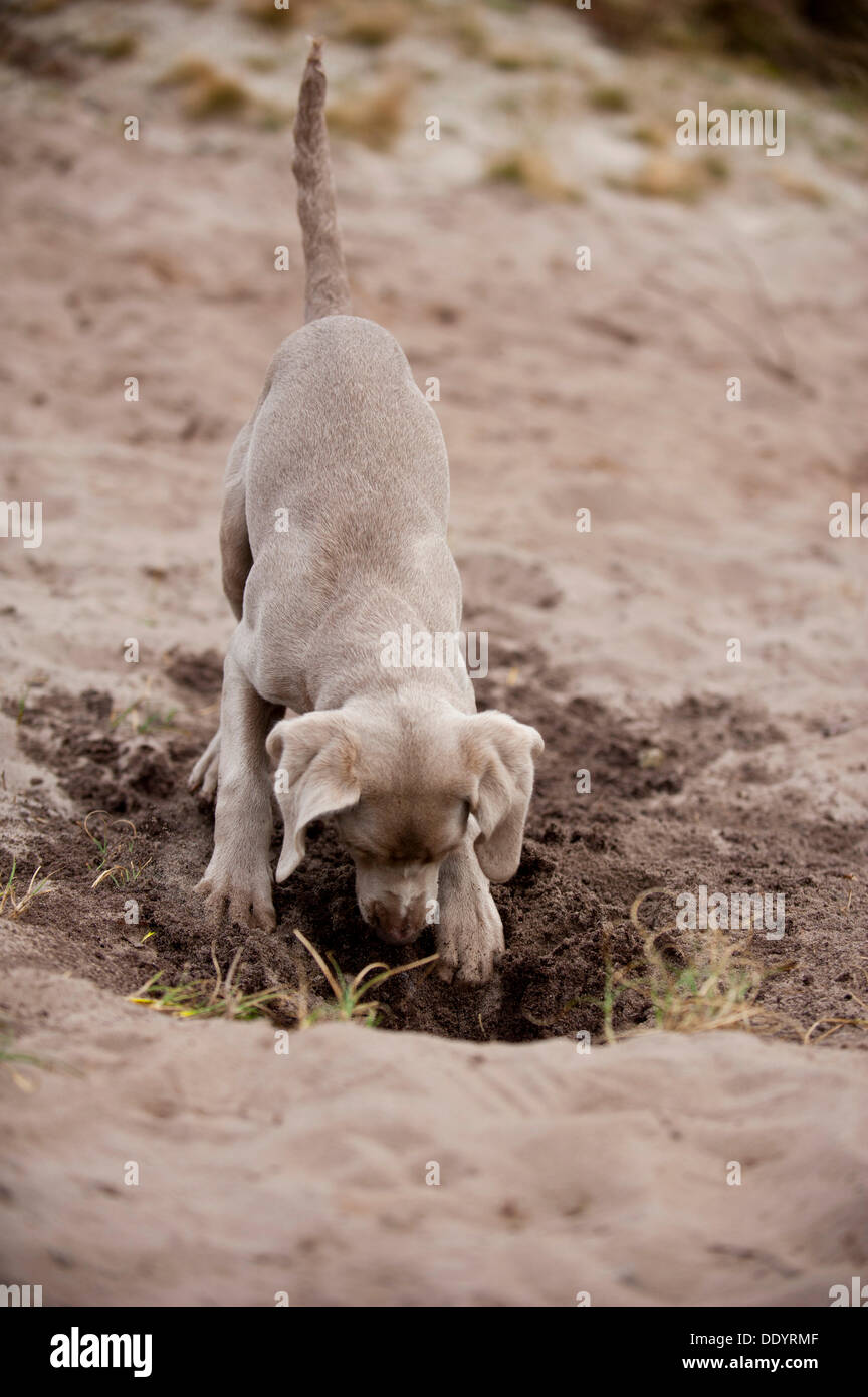 Weimaraner puppy digging in the sand Stock Photo - Alamy