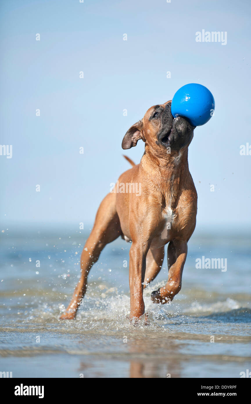 Fetching a ball from the sea hi-res stock photography and images - Alamy