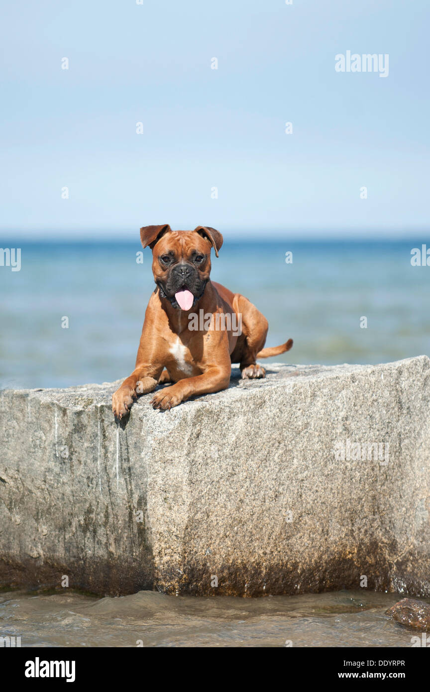 Boxer lying on a rock Stock Photo - Alamy
