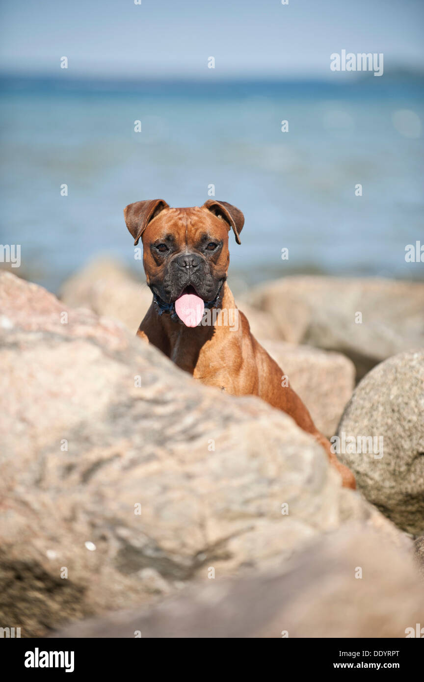 Sitting between stones hi-res stock photography and images - Alamy