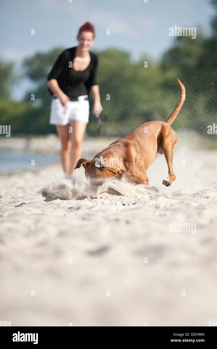 Boxer playing with a ball on the beach, with the dog owner watching ...