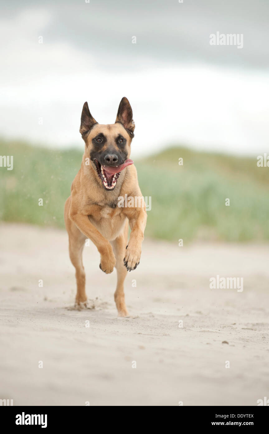 Wheezing running hi-res stock photography and images - Alamy