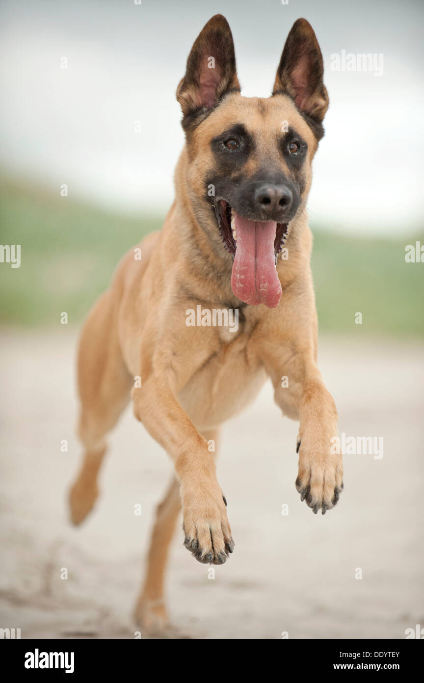 Hollandse Herdershond, Dutch Shepherd running on the beach, Sankt Peter ...