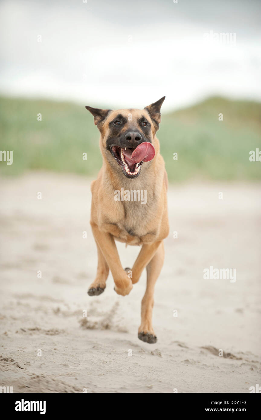Hollandse Herdershond, Dutch Shepherd running on the beach, Sankt Peter ...