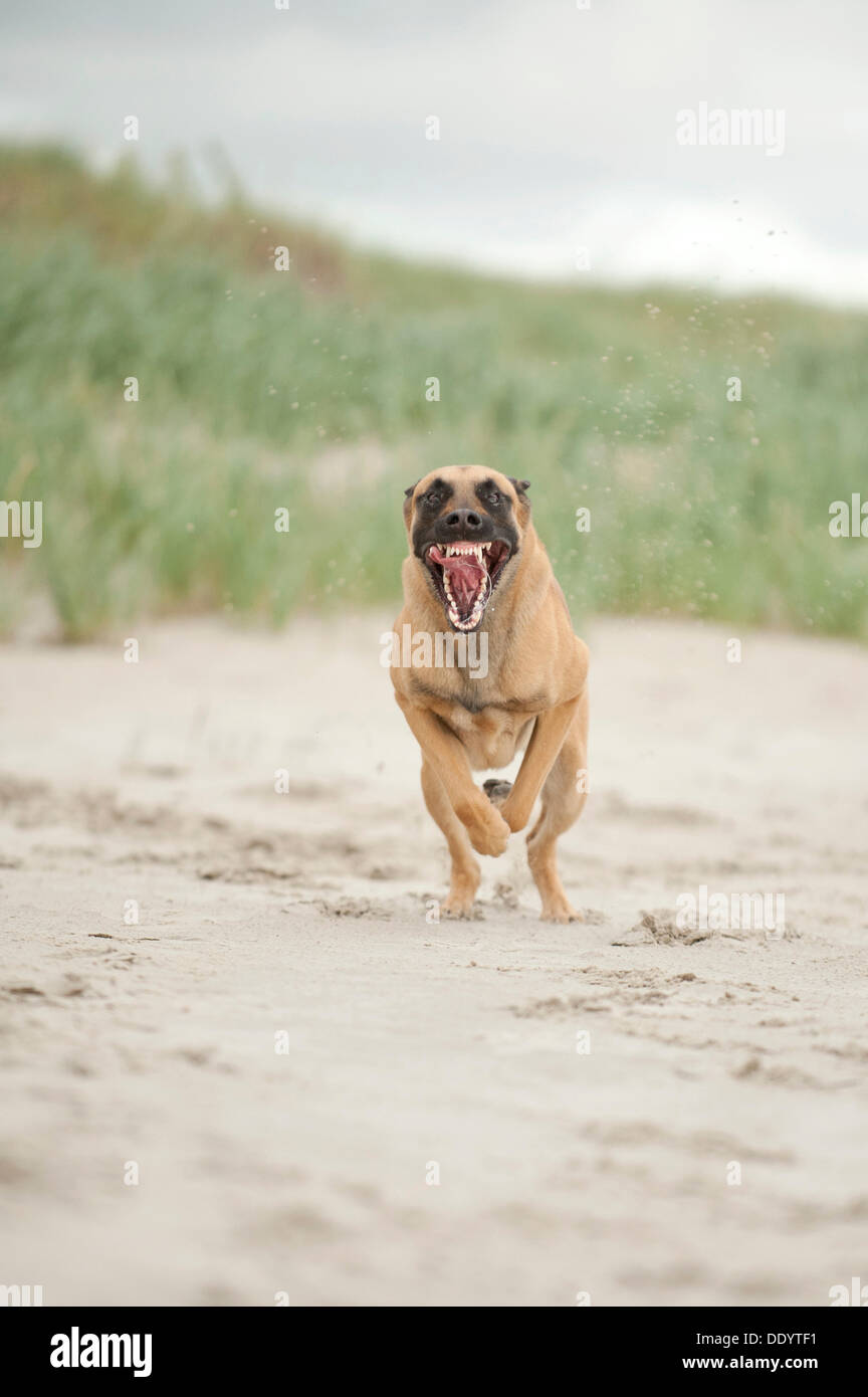 Wheezing running hi-res stock photography and images - Alamy