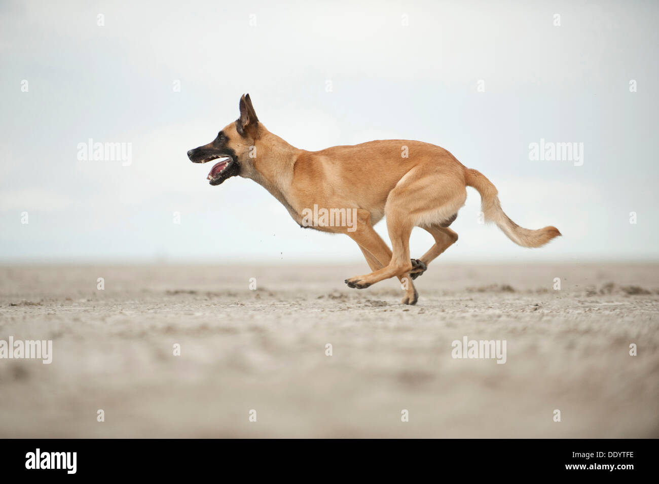Hollandse Herdershond, Dutch Shepherd, running along a beach, Sankt ...
