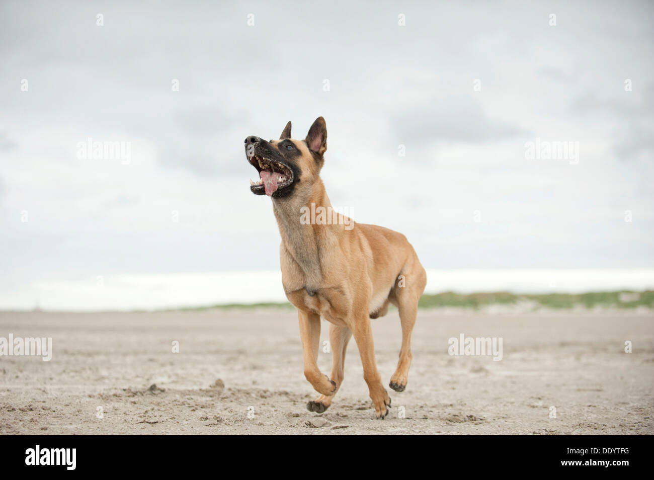 Peter lupus hi-res stock photography and images - Alamy