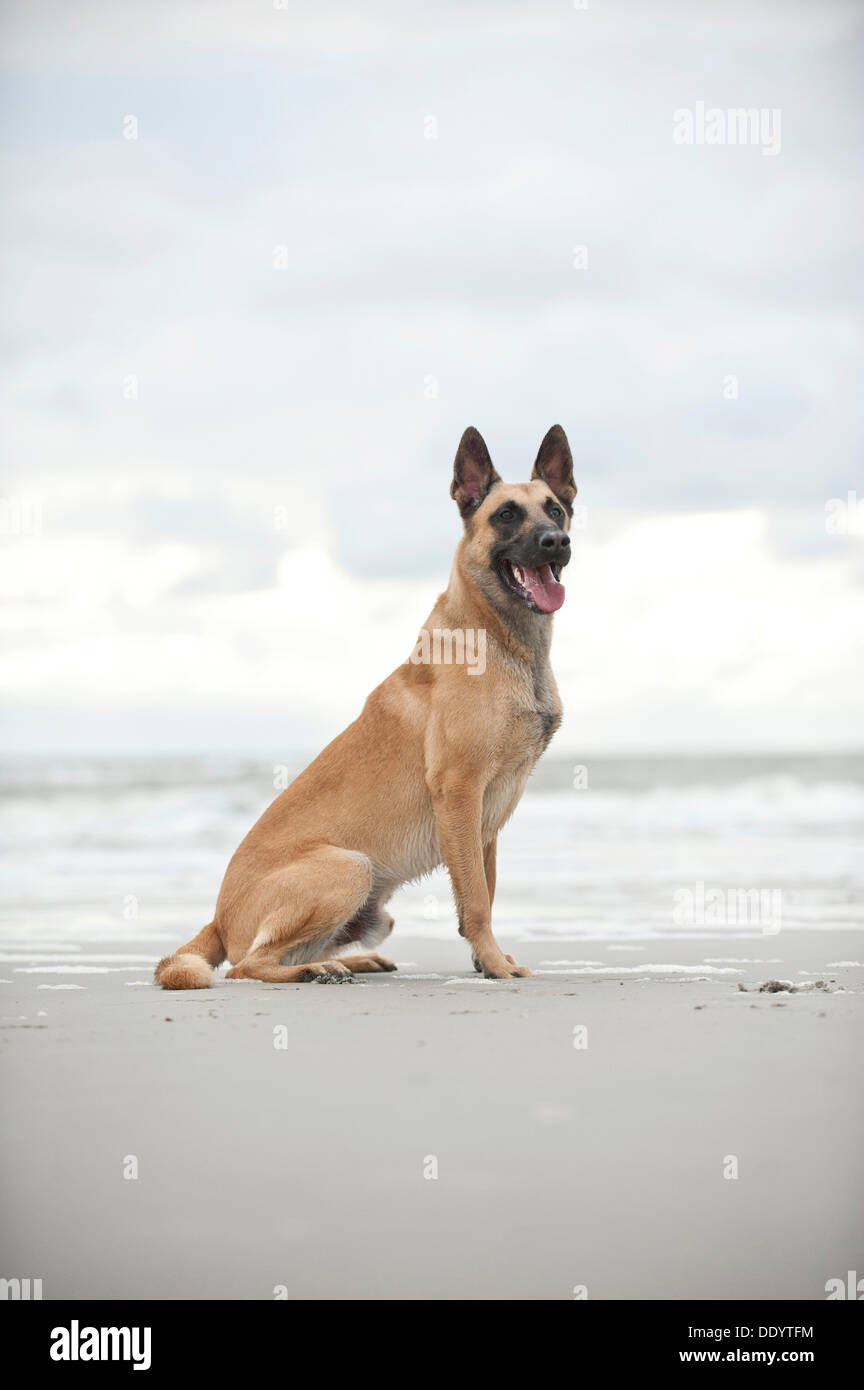 Dutch Shepherd Sitting High Resolution Stock Photography and Images - Alamy