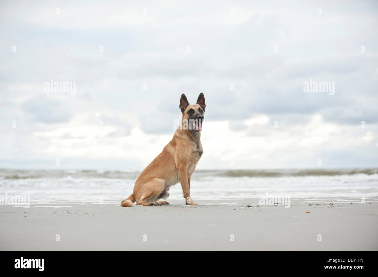 Dutch Shepherd Sitting High Resolution Stock Photography and Images - Alamy