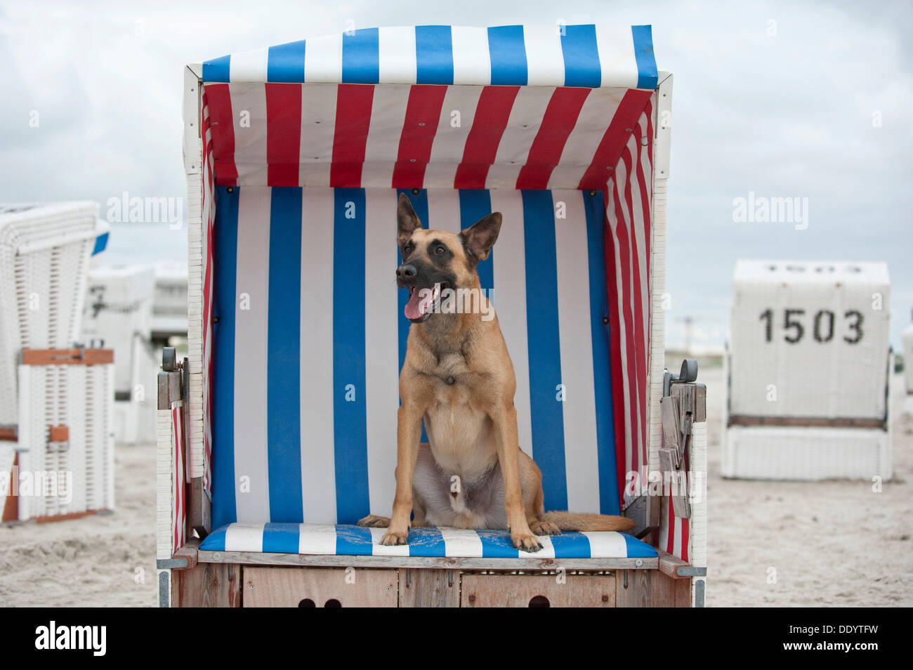 Hollandse Herdershond, Dutch Shepherd, sitting in a roofed wicker beach ...