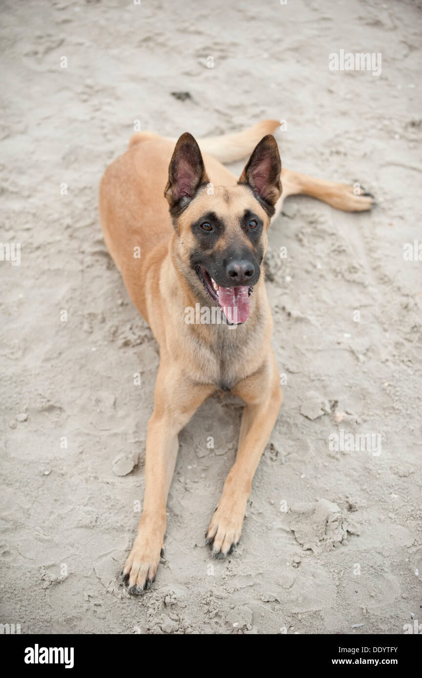 Hollandse Herdershond, Dutch Shepherd, lying on a beach Stock Photo - Alamy